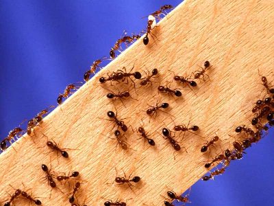 Control de Insectos Rastreros – PEXT